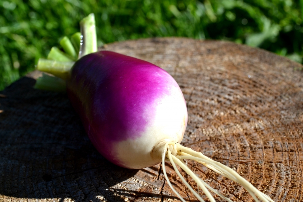 Majrova i maj. - Sara Bäckmo