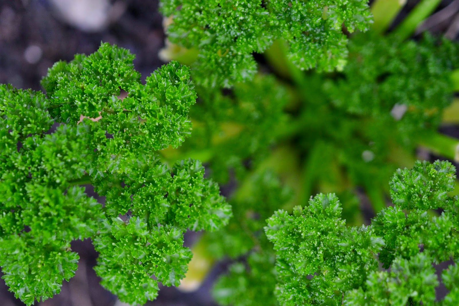 Persilja - Sara Bäckmo