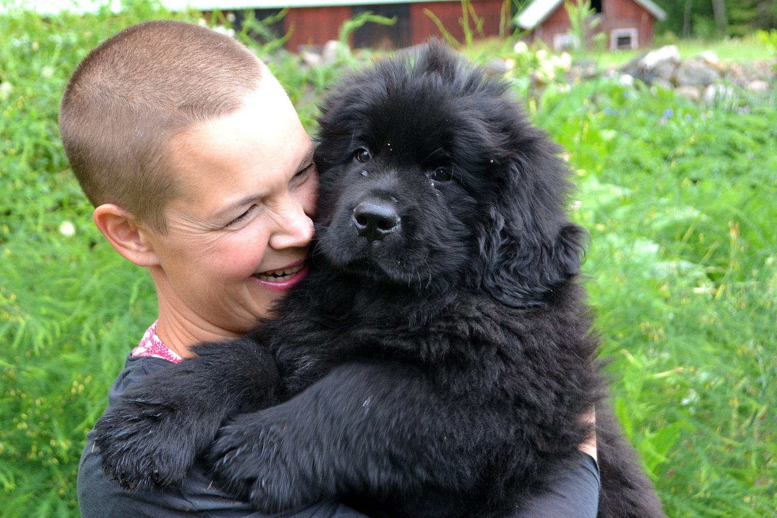 Getting a Newfoundland dog - Sara Bäckmo