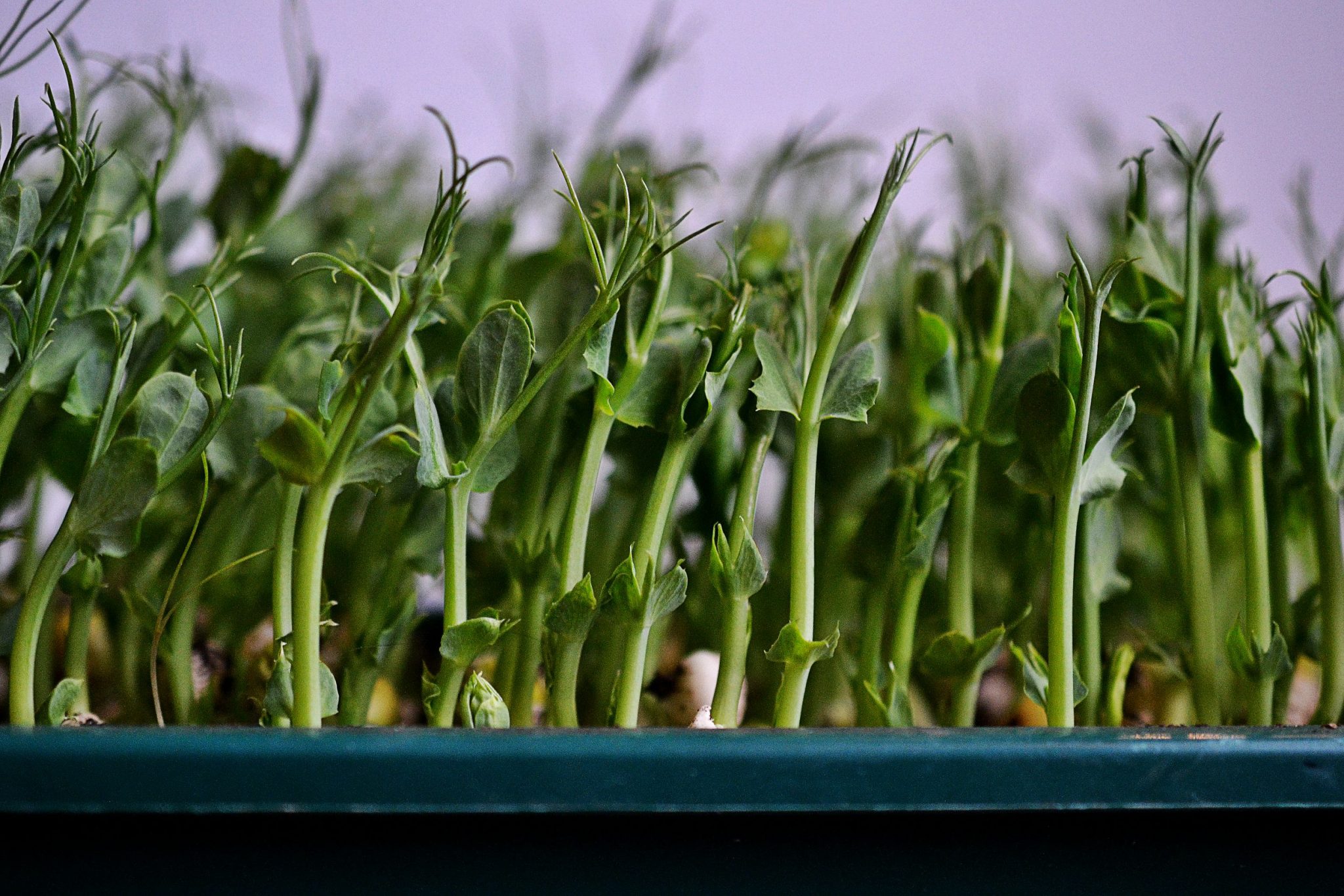 Big troughs of pea sprouts - Sara Bäckmo