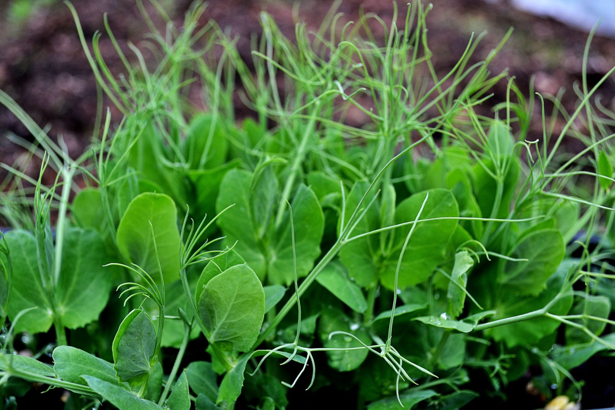 Big troughs of pea sprouts - Sara Bäckmo