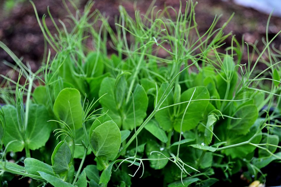 Big troughs of pea sprouts - Sara Bäckmo