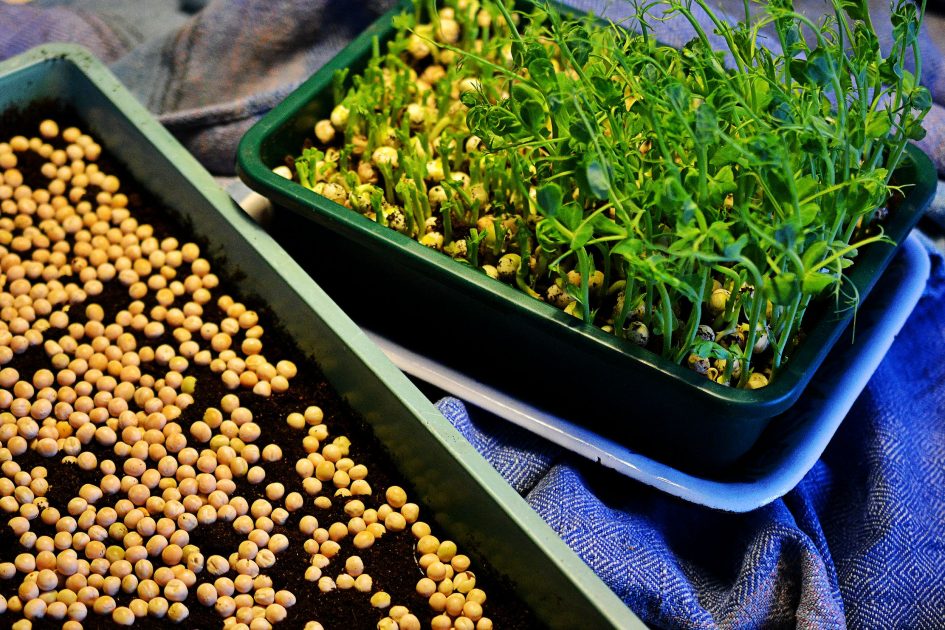 Big troughs of pea sprouts - Sara Bäckmo