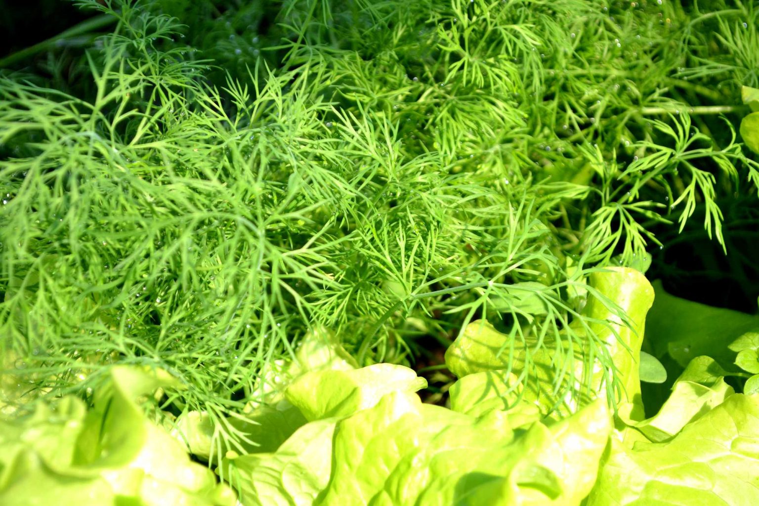 Growing and harvesting dill – Sara's Kitchen Garden