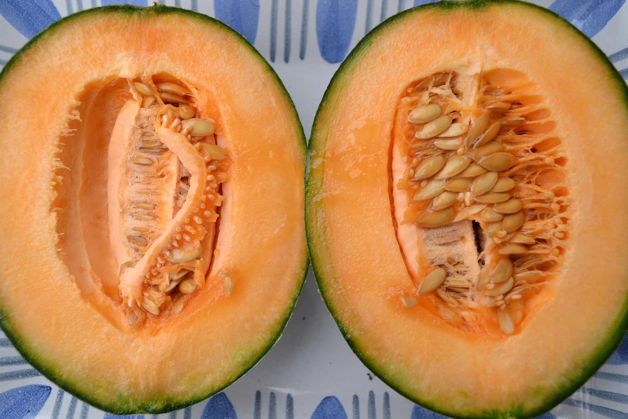 Growing melons in my garden – Sara's Kitchen Garden