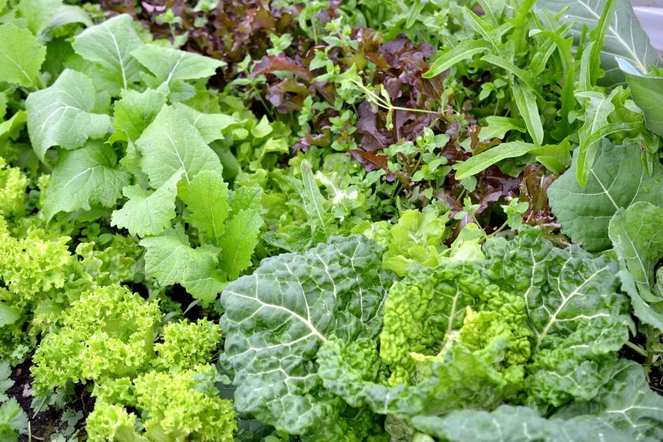 Companion planting: Which vegetables to use? – Sara's Kitchen Garden