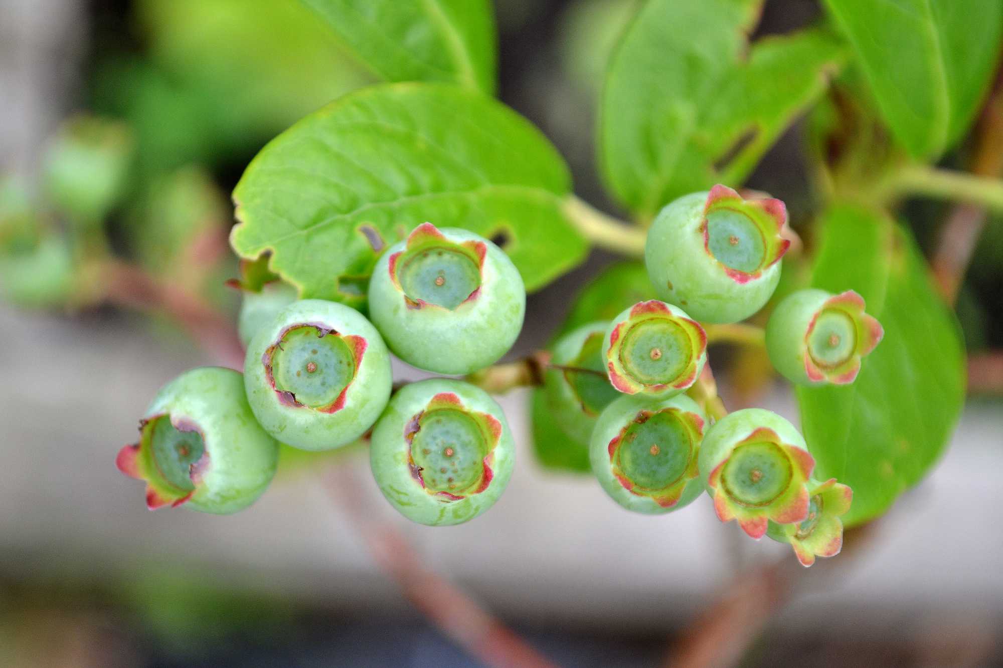 My Duke blueberry plants – Sara's Kitchen Garden