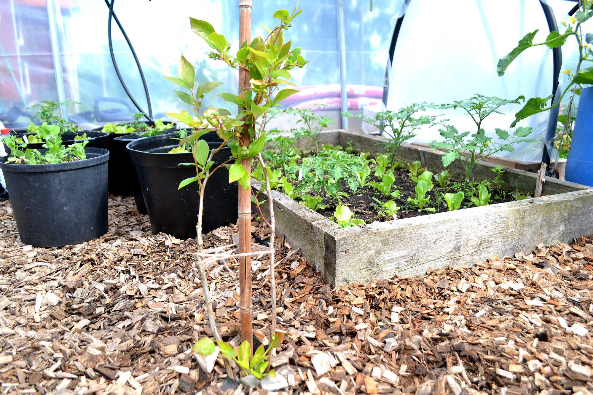 skillnadenstradgard_blabar_uppstammad - Sara Bäckmo