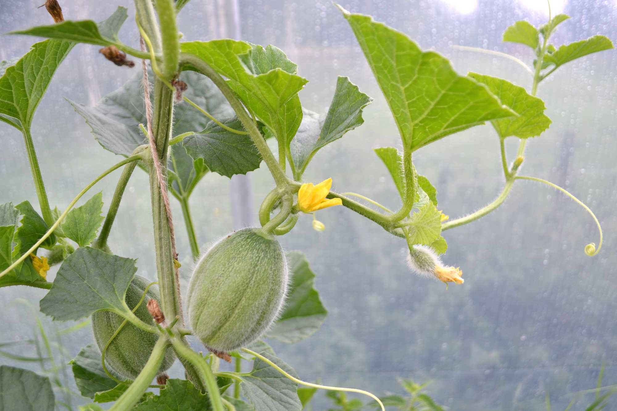 skillnadenstradgard_melon_planta - Sara Bäckmo