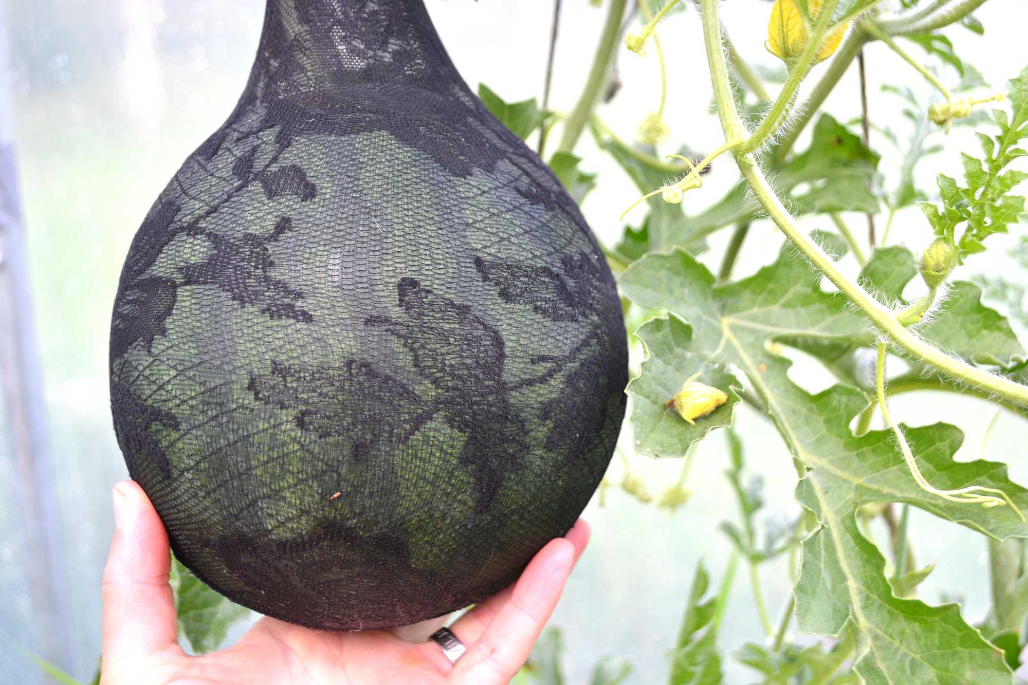 skillnadenstradgard_vattenmelon_janosik - Sara Bäckmo