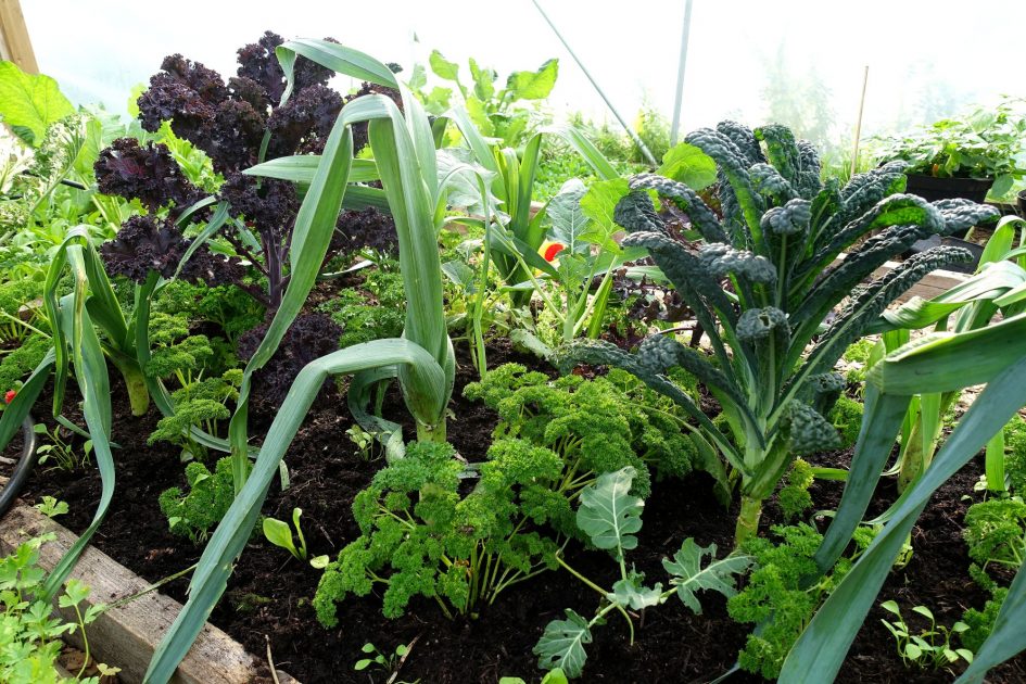 My Favorite Cold-Hardy Vegetables – Sara's Kitchen Garden