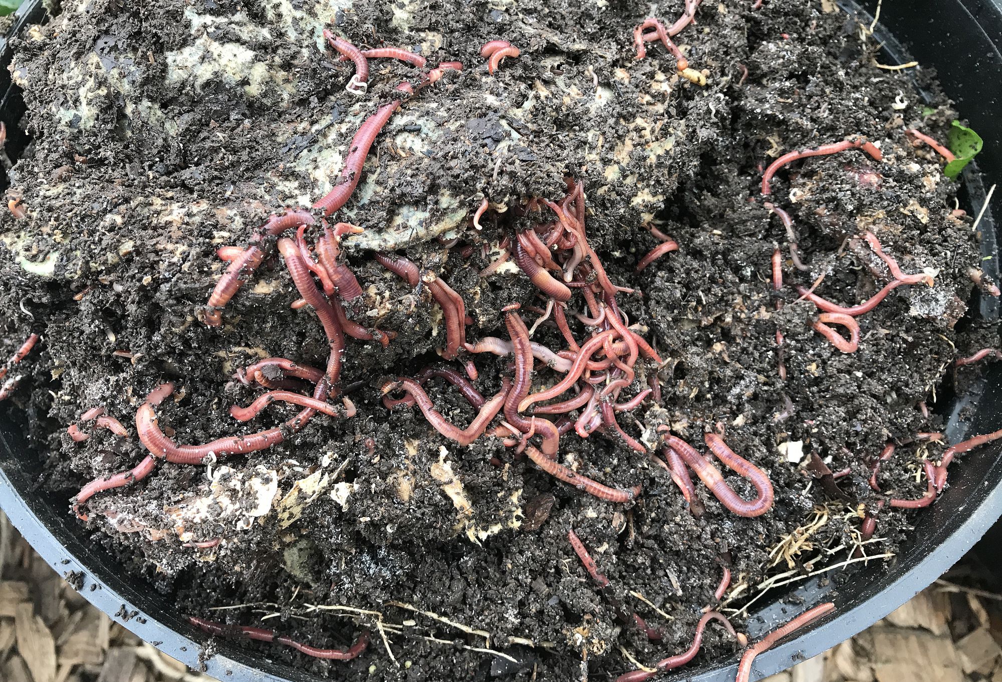 Earthworms are a gardener's best friend – Sara's Kitchen Garden