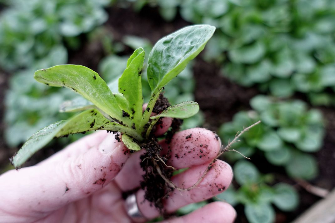 Lamb's lettuce – The best greens of the season - Sara Bäckmo