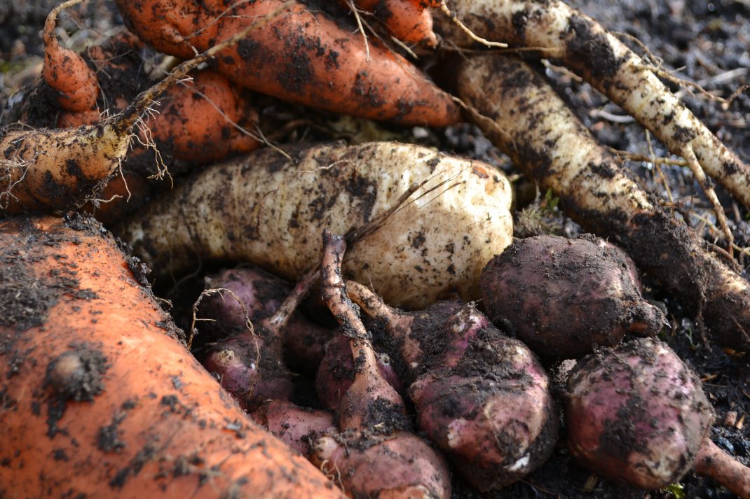 Blandade rotsaker i beige, lila och orange ligger jordiga i en samling ...