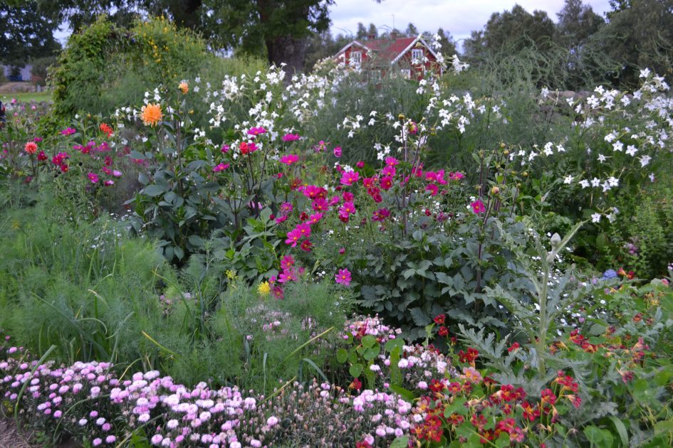 How to start a flower garden – Sara's Kitchen Garden