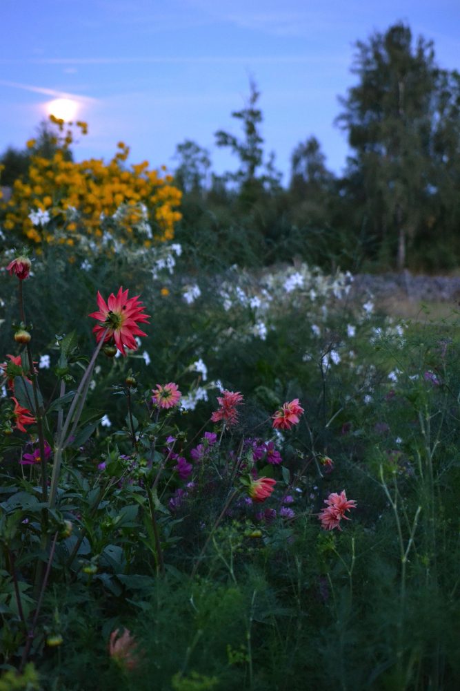 How to start a flower garden – Sara's Kitchen Garden