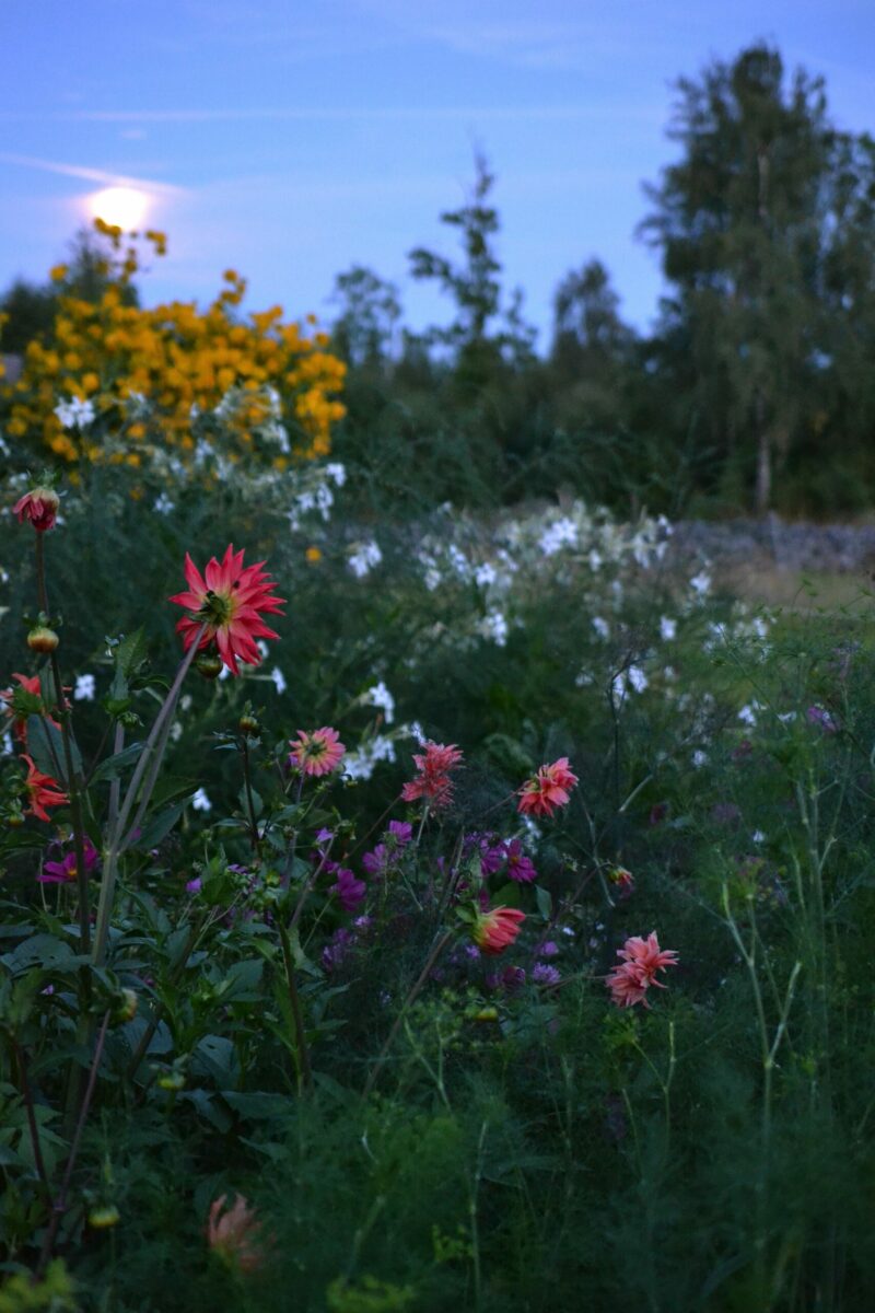 How to start a flower garden – Sara's Kitchen Garden