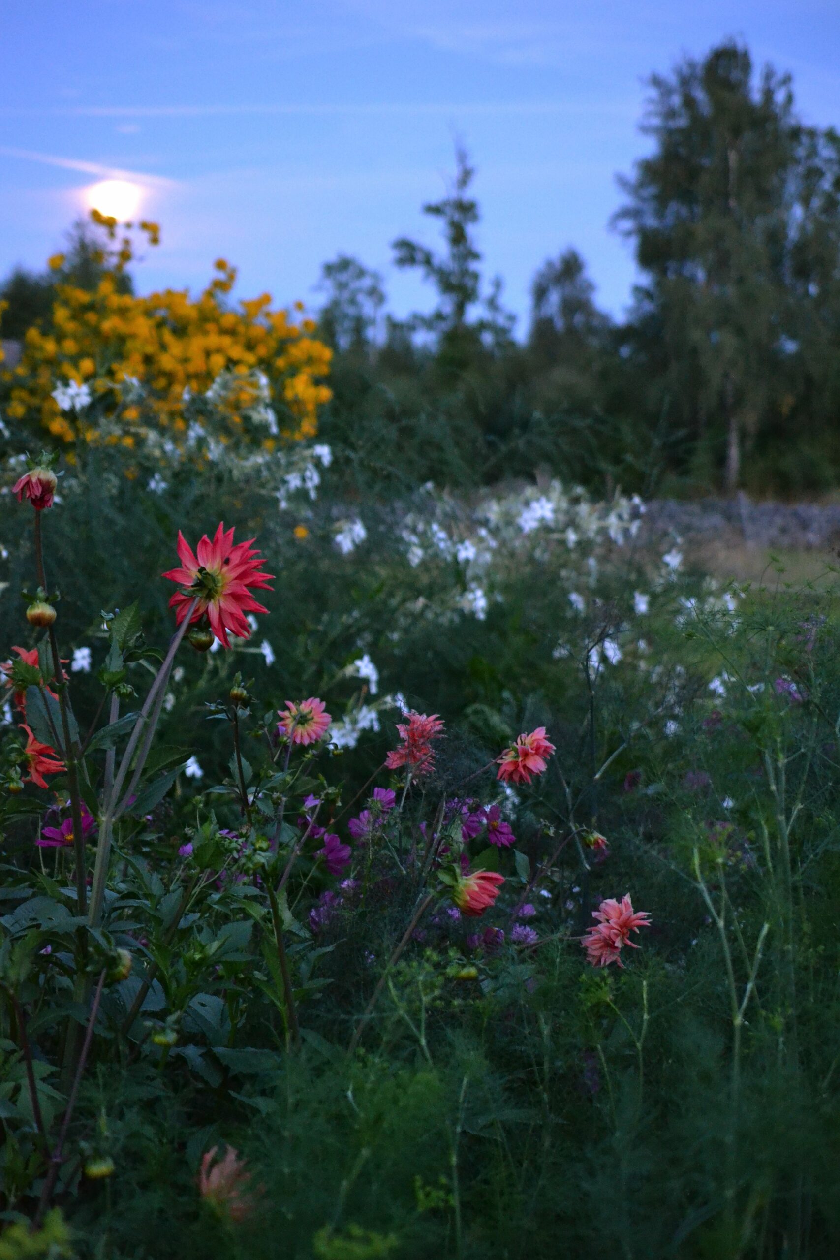 How to start a flower garden – Sara's Kitchen Garden