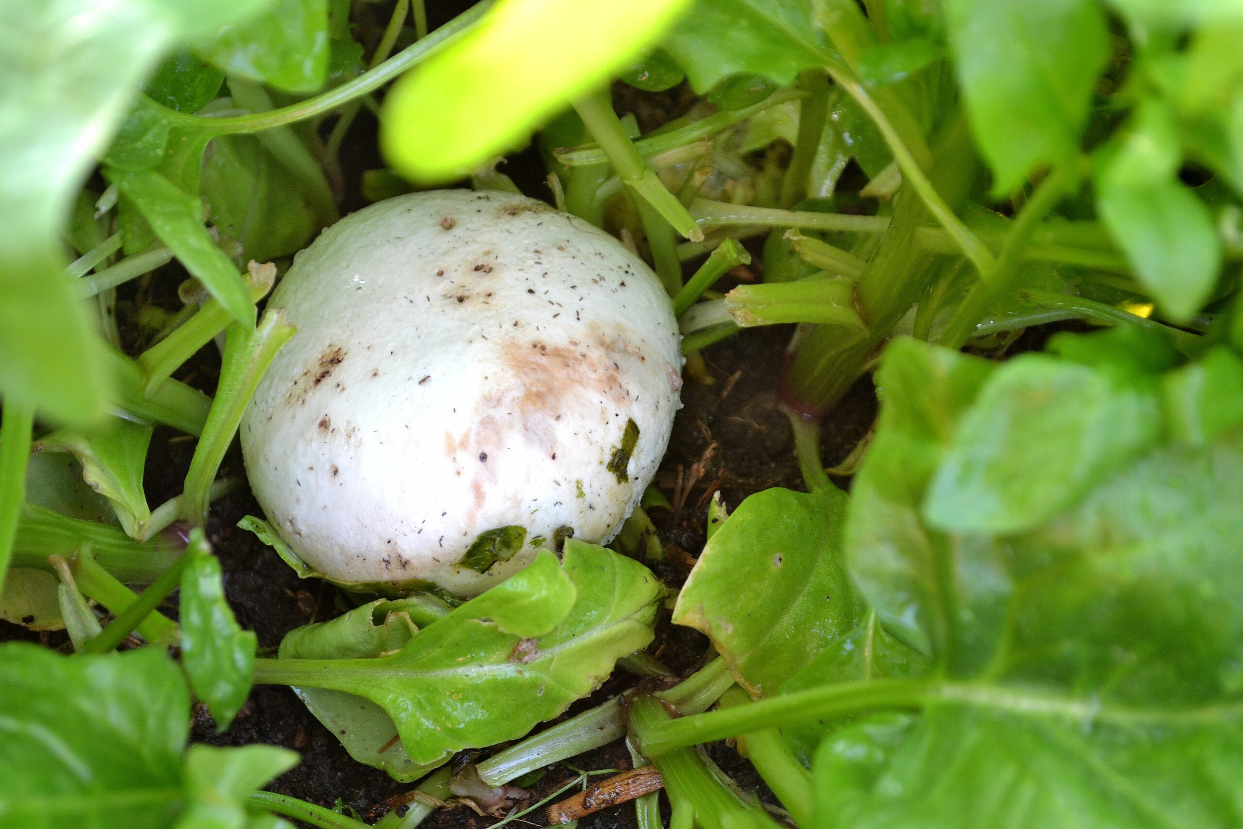 sarabackmo_champinjon_mushroom - Sara Bäckmo