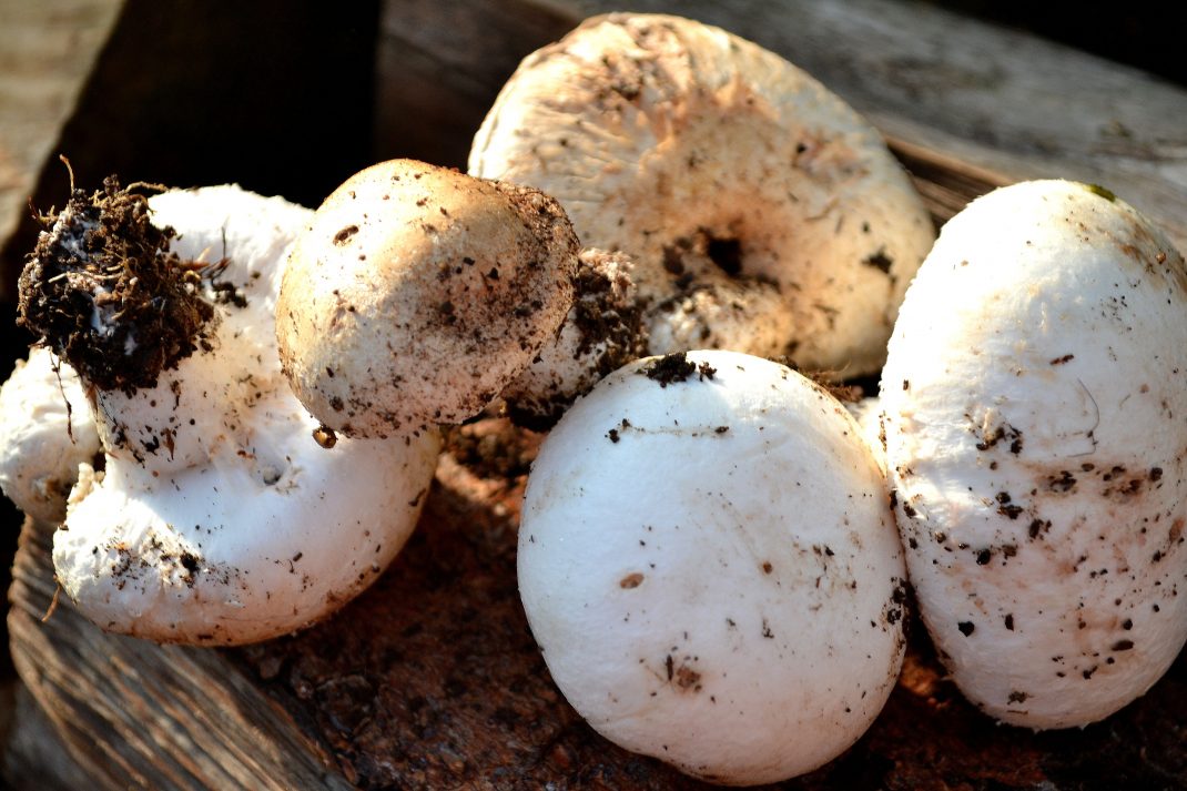 sarabackmo_mushroom_champinjon - Sara Bäckmo