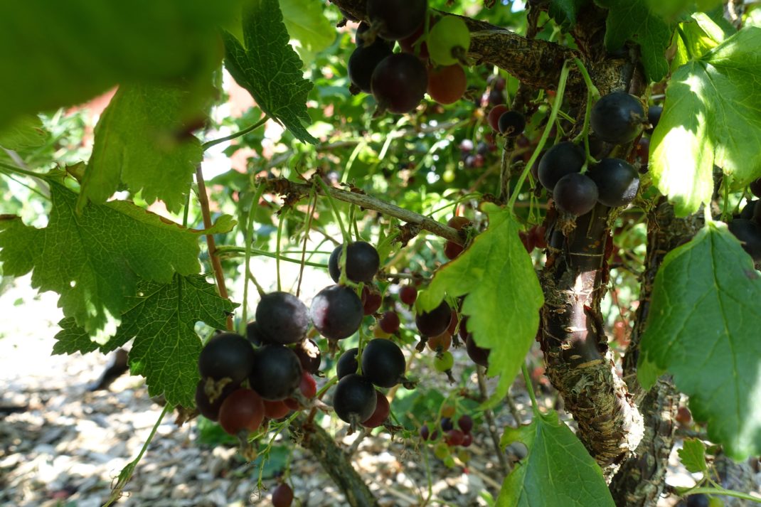 How to grow jostaberries at home – Sara's Kitchen Garden