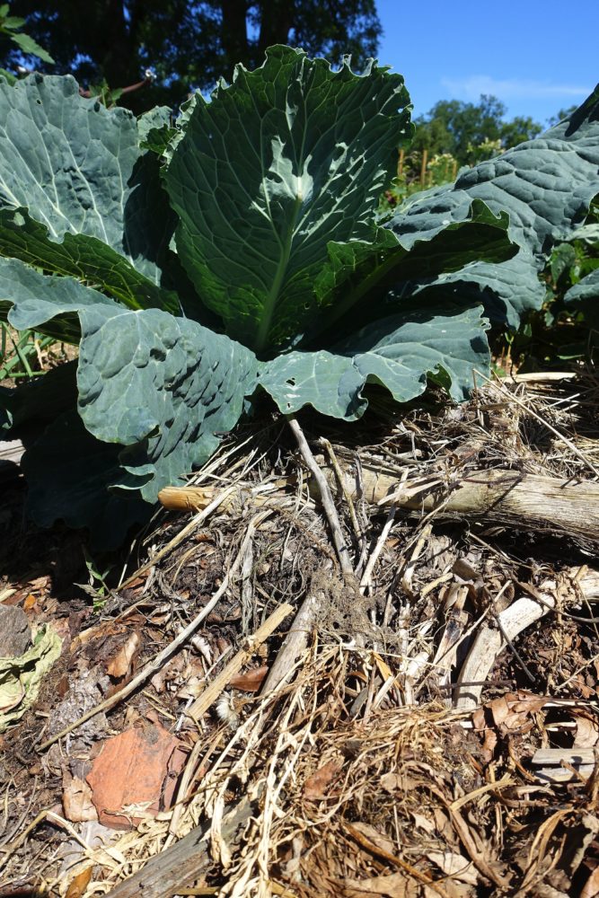 Growing vegetables in dry conditions – Sara's Kitchen Garden