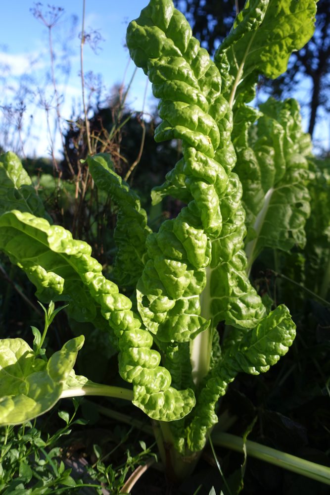 Growing the Lucullus Swiss chard – Sara's Kitchen Garden