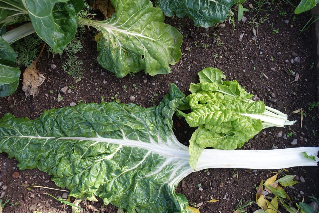 Growing the Lucullus Swiss chard – Sara's Kitchen Garden