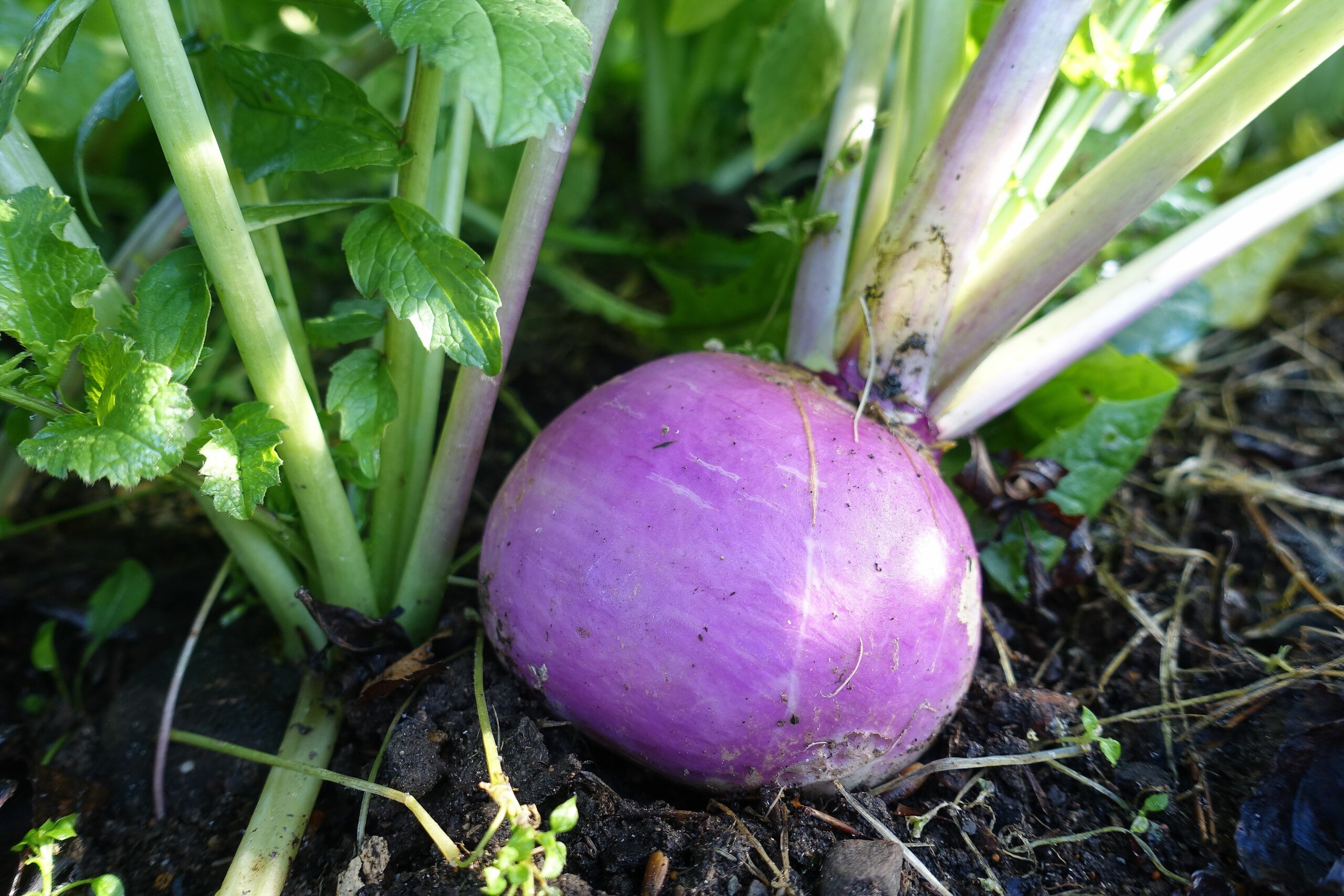 sarabackmo_majrova_turnip - Sara Bäckmo