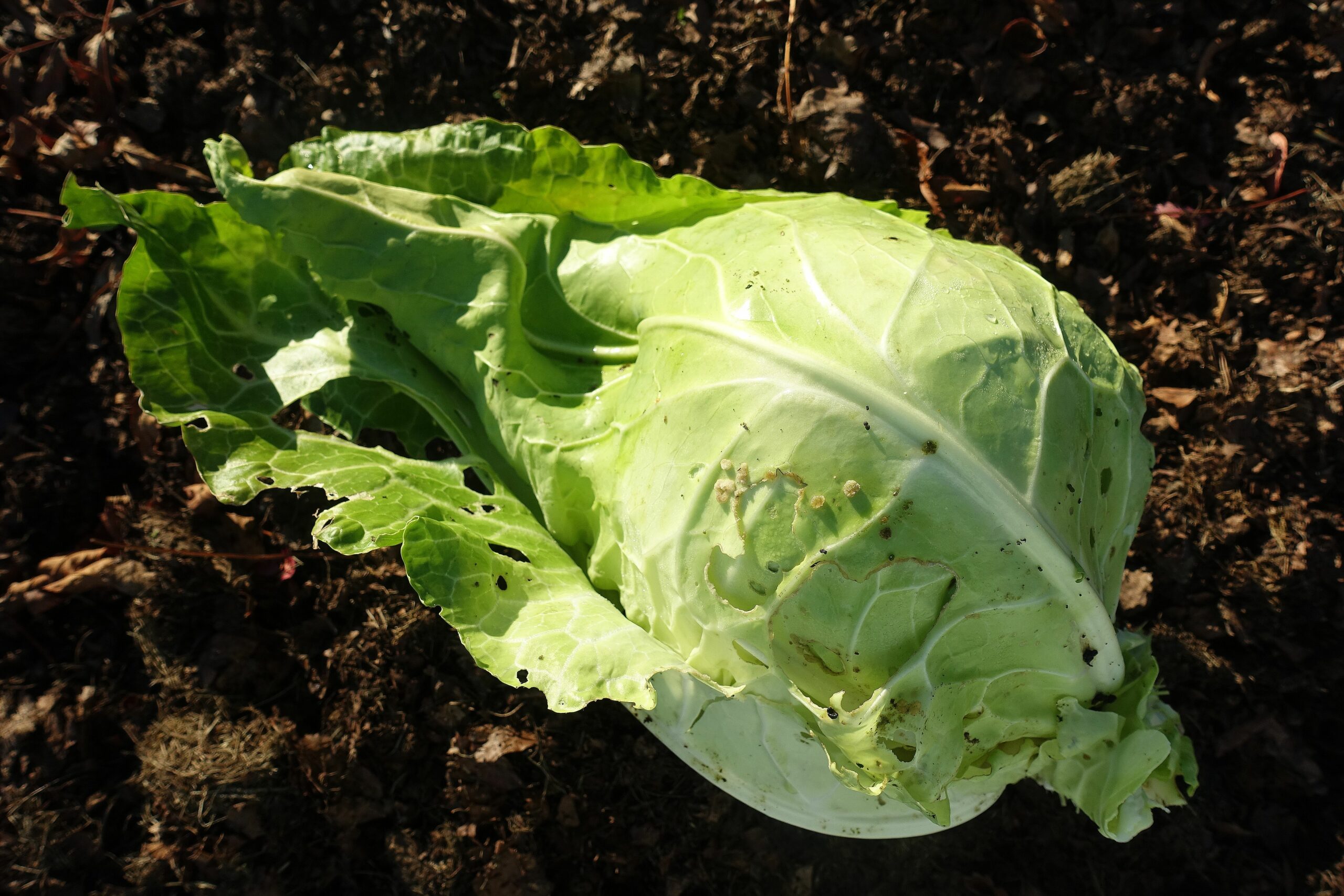 sarabackmo_cabbage_filderkraut - Sara Bäckmo