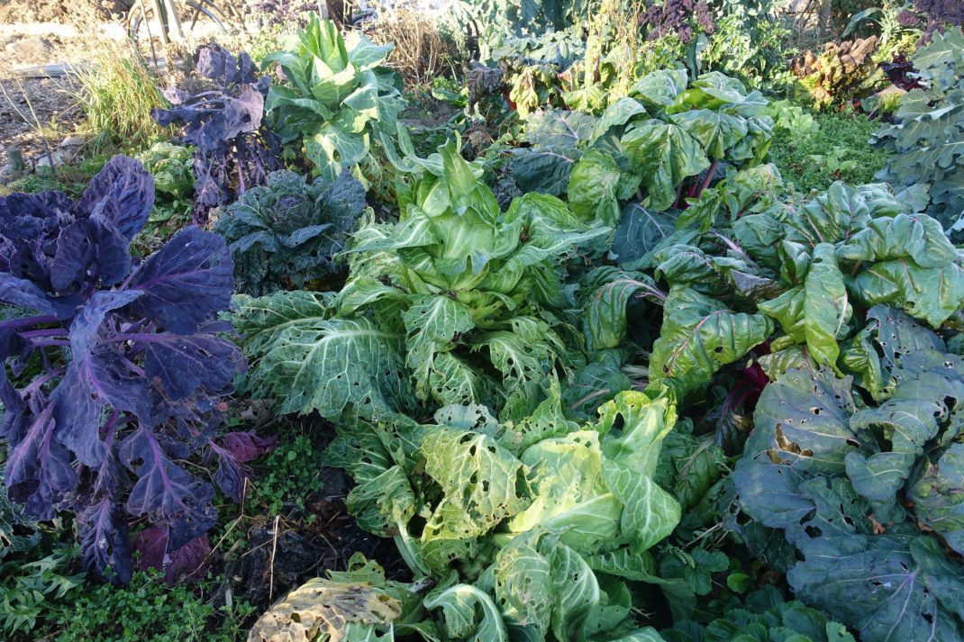 How to: Growing pointed cabbage – Sara's Kitchen Garden