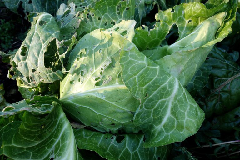 How to: Growing pointed cabbage – Sara's Kitchen Garden