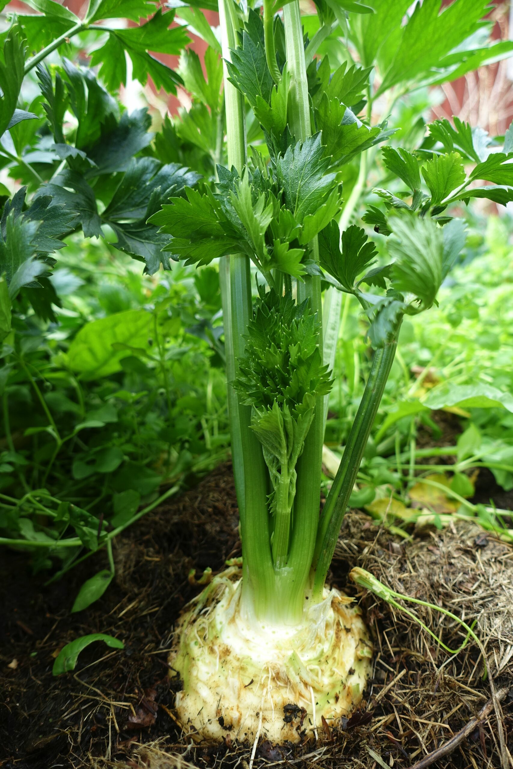 sarabackmo_celeriac_selleri - Sara Bäckmo