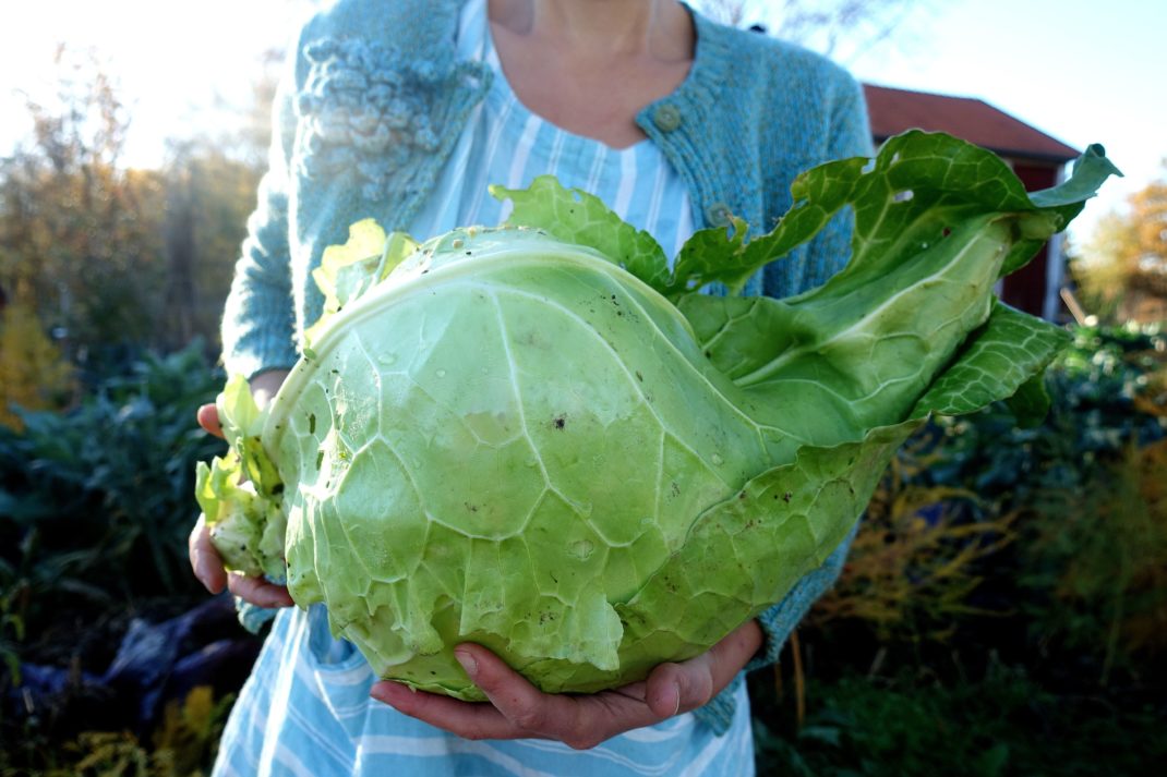 How to: Growing pointed cabbage – Sara's Kitchen Garden