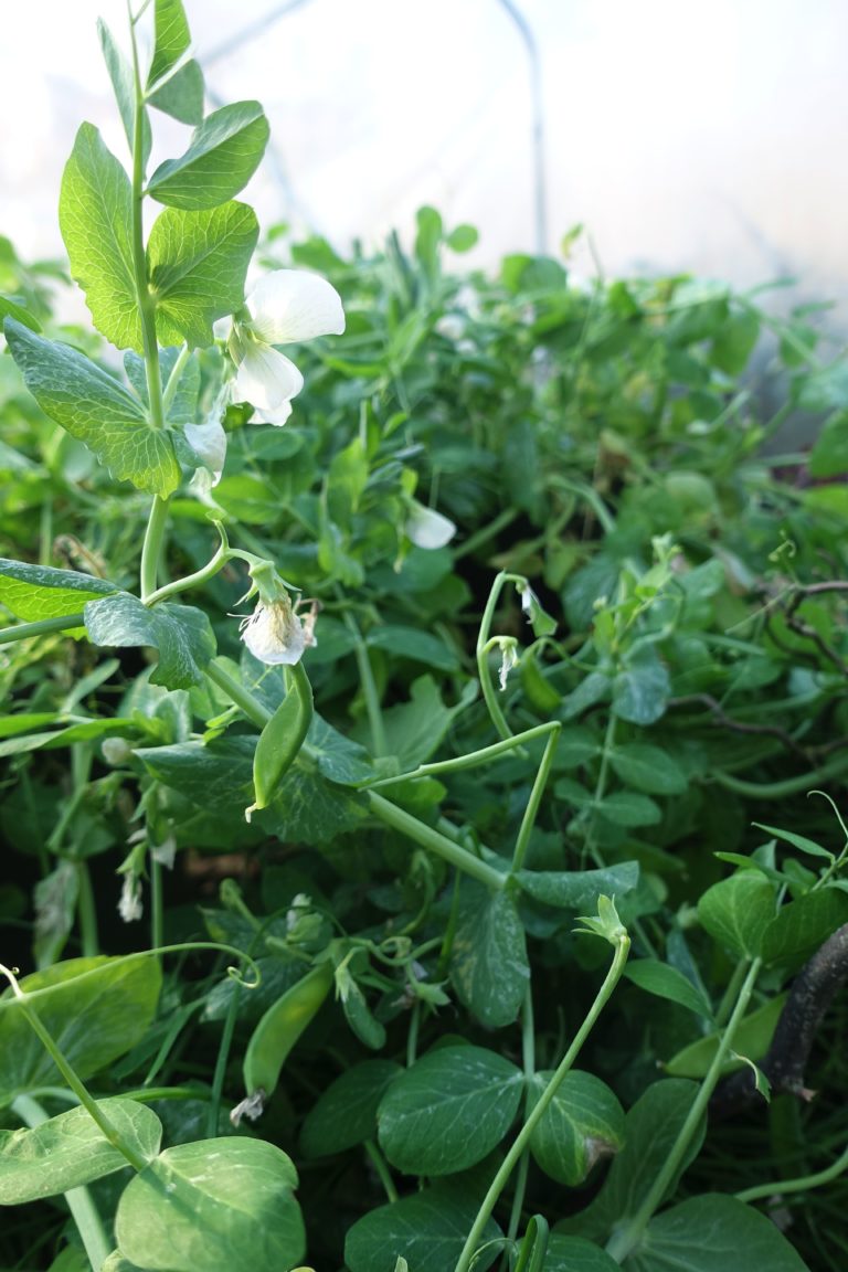 Growing Snow Peas in Summer – Sara's Kitchen Garden