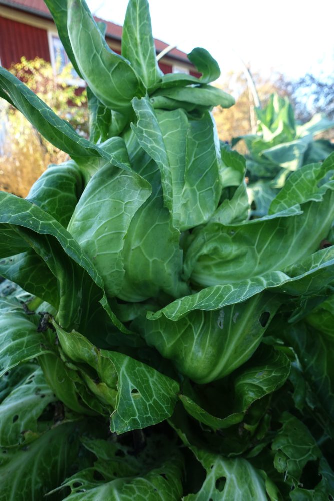 How to: Growing pointed cabbage – Sara's Kitchen Garden
