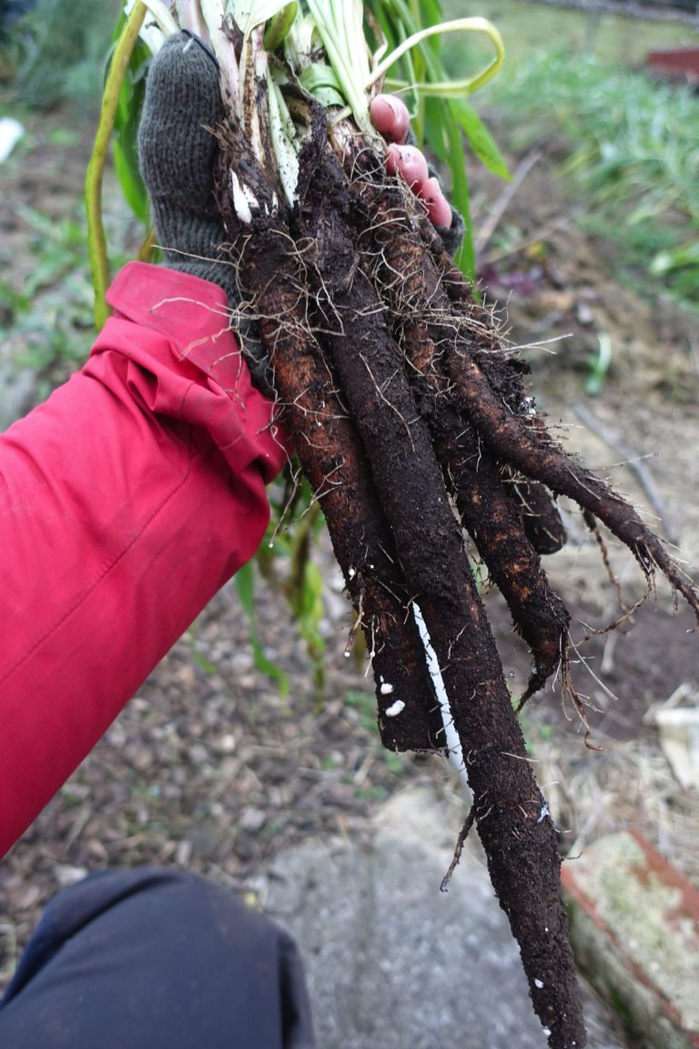 What is black salsify and how do I use it? – Sara's Kitchen Garden