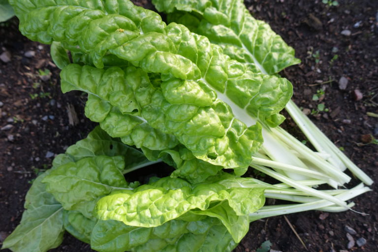 5 useful vegetables in my garden – Sara's Kitchen Garden