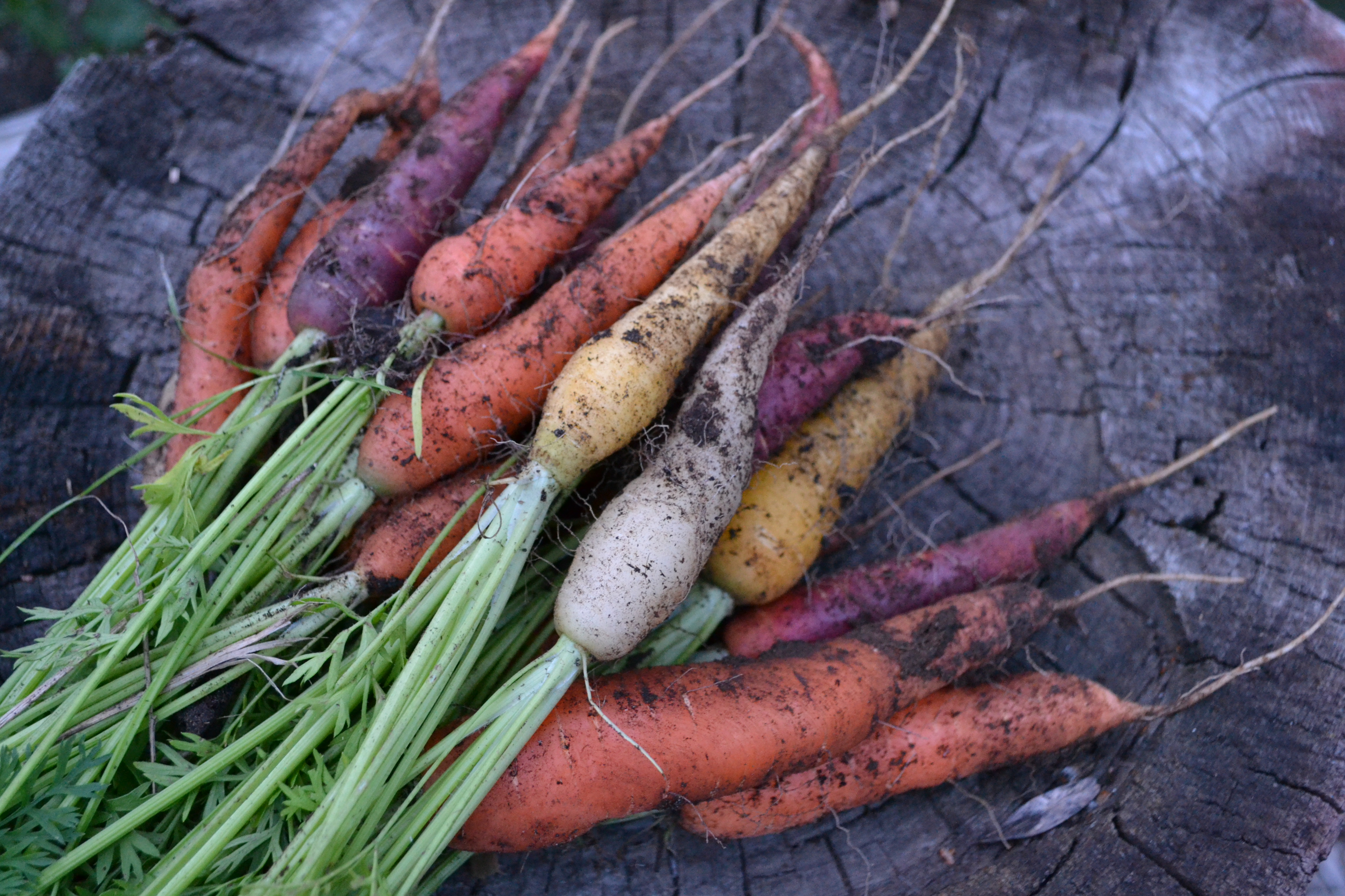 sarabackmo_carrot_morot - Sara Bäckmo