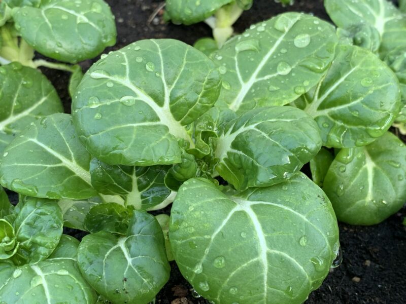 How to Grow Bok Choy Microgreens – Sara's Kitchen Garden