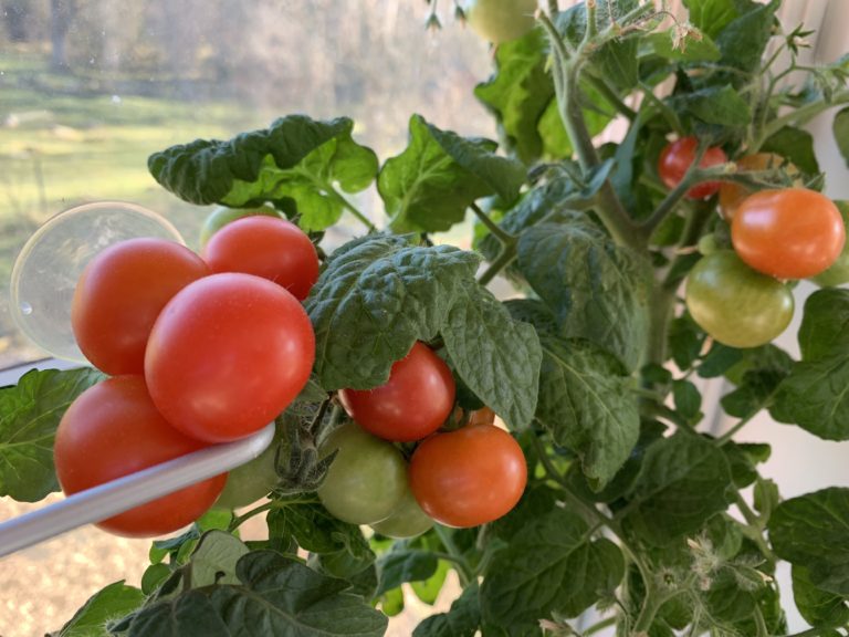 How to Grow Early Tomatoes – Sara's Kitchen Garden