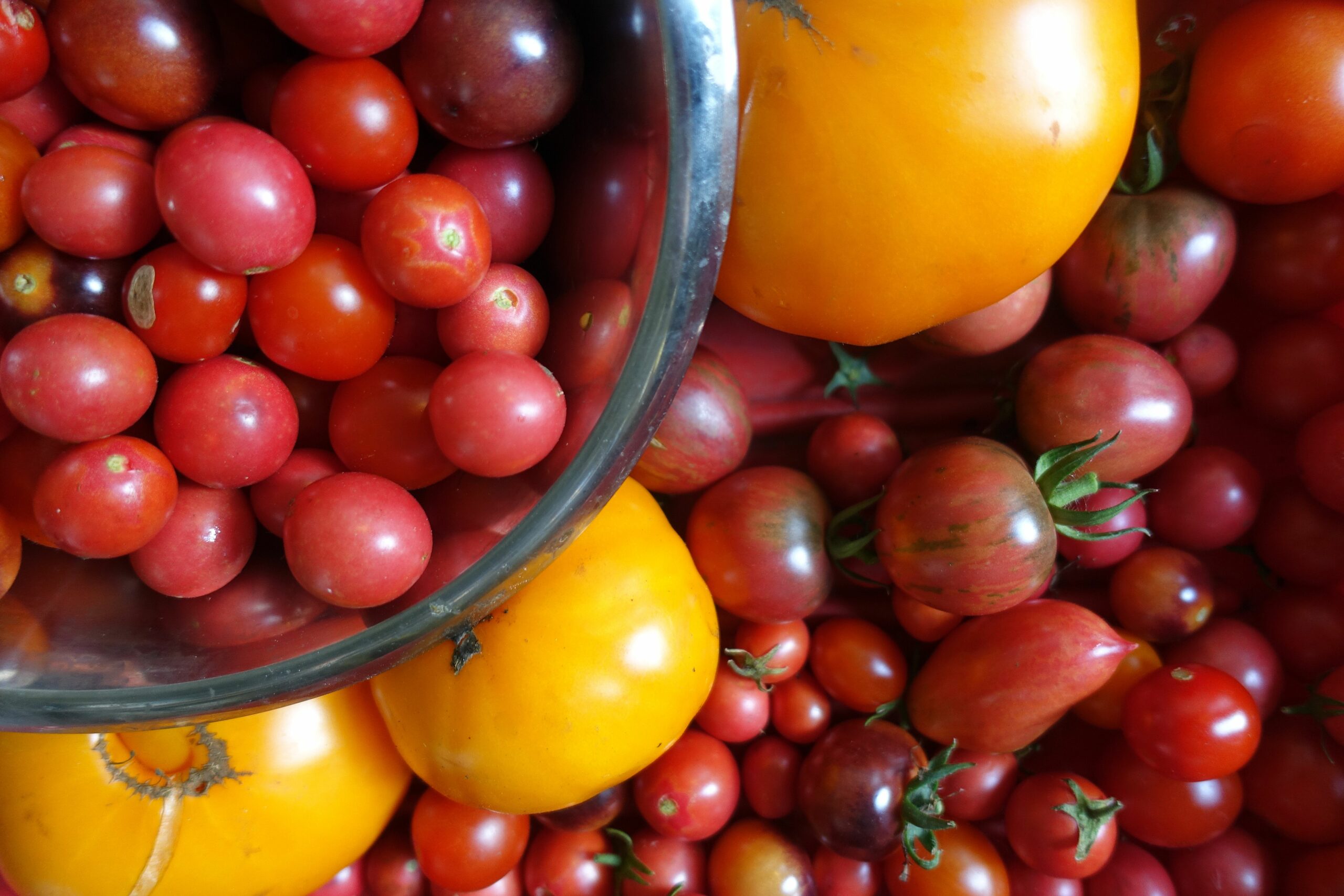 sarabackmo_tomater_tomatoes - Sara Bäckmo
