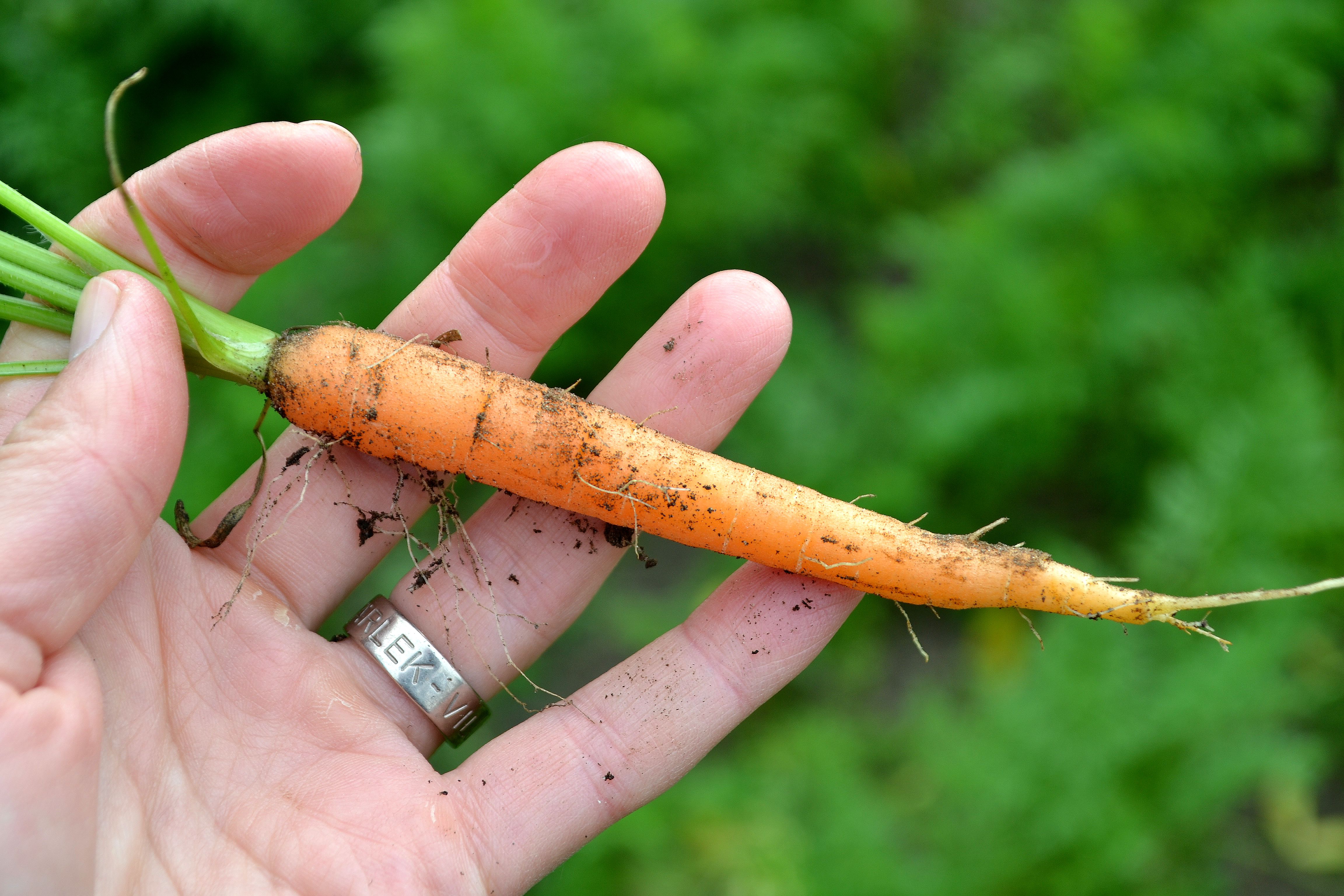 sarabackmo_morot_nantes - Sara Bäckmo
