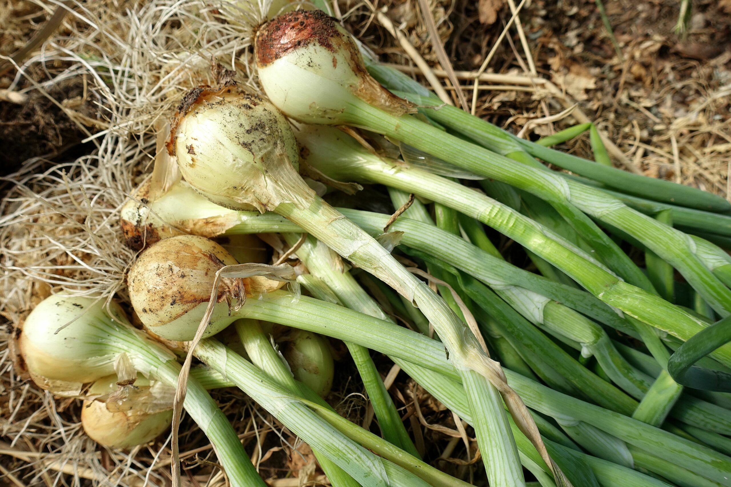 Onion Pictures
