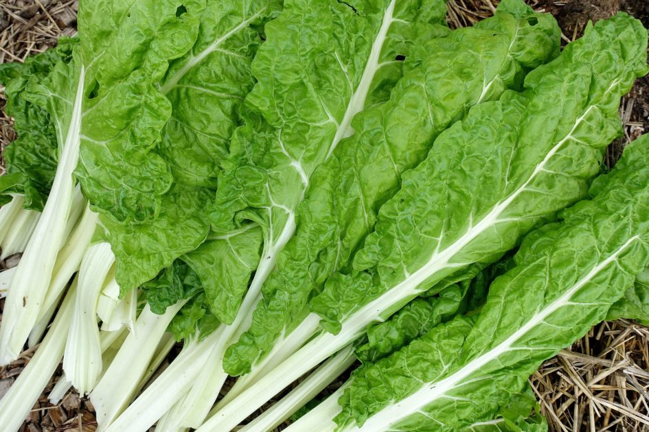 How to freeze chard in flat packages – Sara's Kitchen Garden