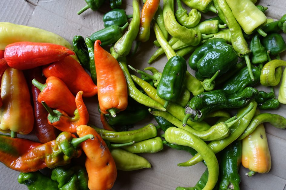 How to ripen bell peppers indoors – Sara's Kitchen Garden