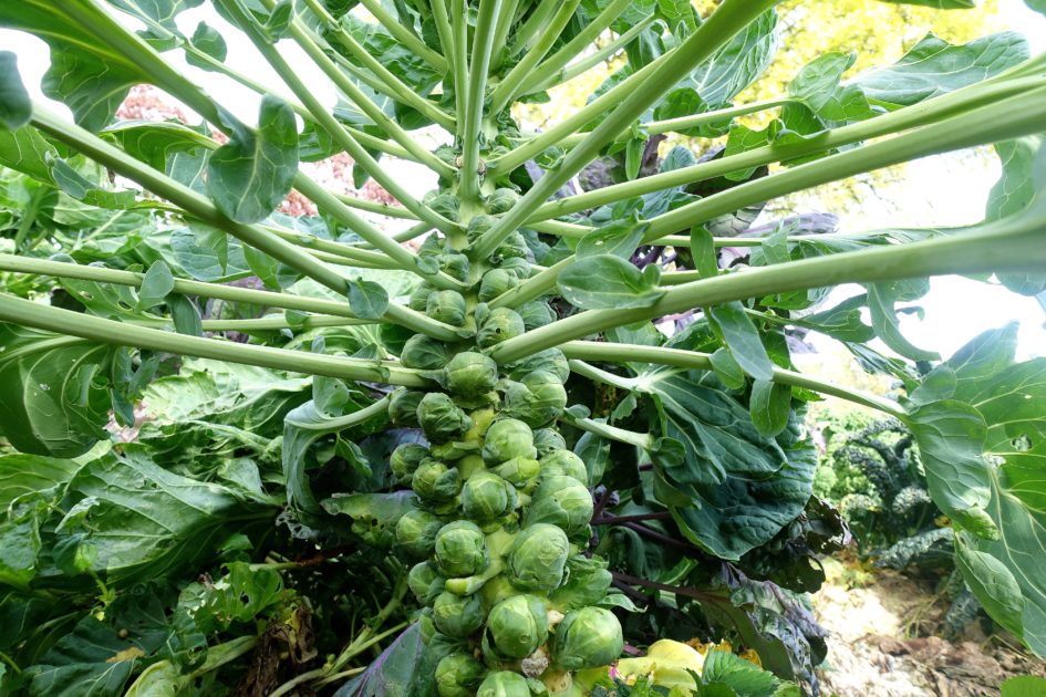 How to grow Brussels sprouts – Sara's Kitchen Garden