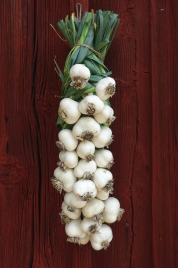 Tips and Tricks: How to make a garlic braid – Sara's Kitchen Garden