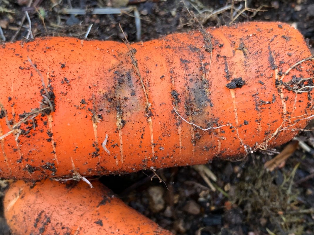 Carrot Fly Infestations: How to Prevent Them – Sara's Kitchen Garden