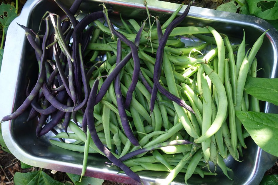 Grow your own fast food at home – Sara's Kitchen Garden